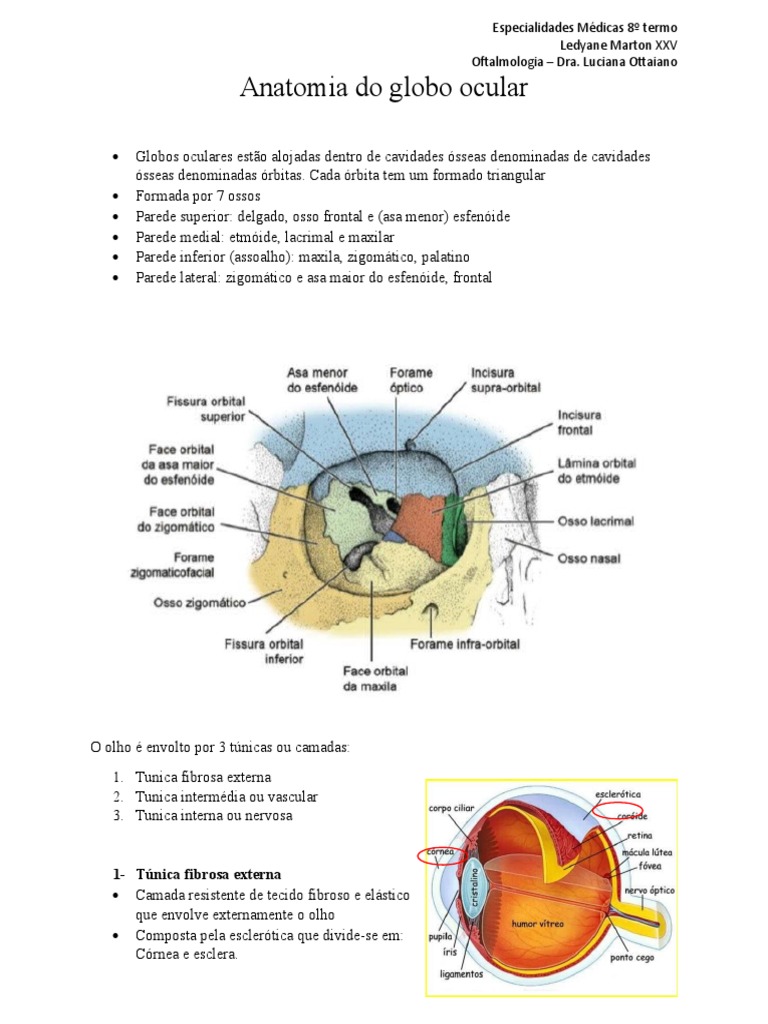 Anatomia do Globo Ocular e Túnicas | PDF | Olho humano | Olho