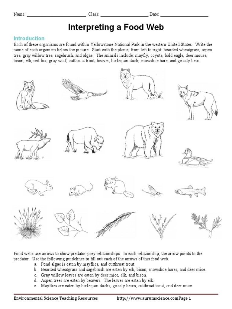 Food Web Interpretation 1 1 | PDF | Food Web | Herbivore