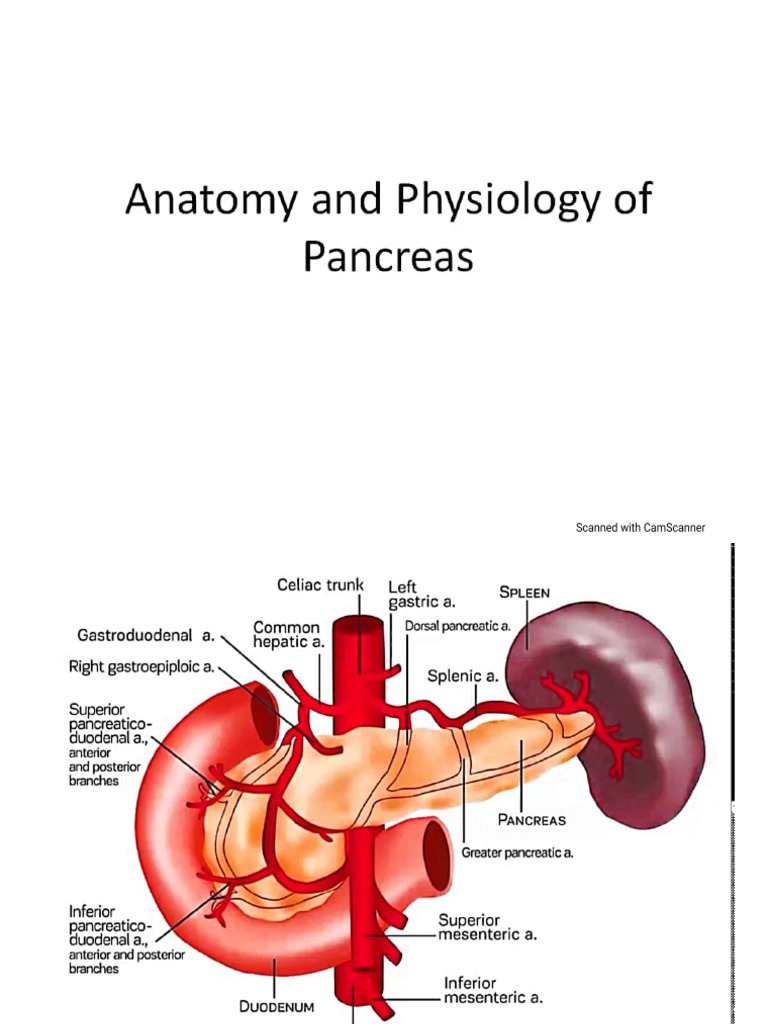 Anatomy and Physiology of Pancreas | PDF
