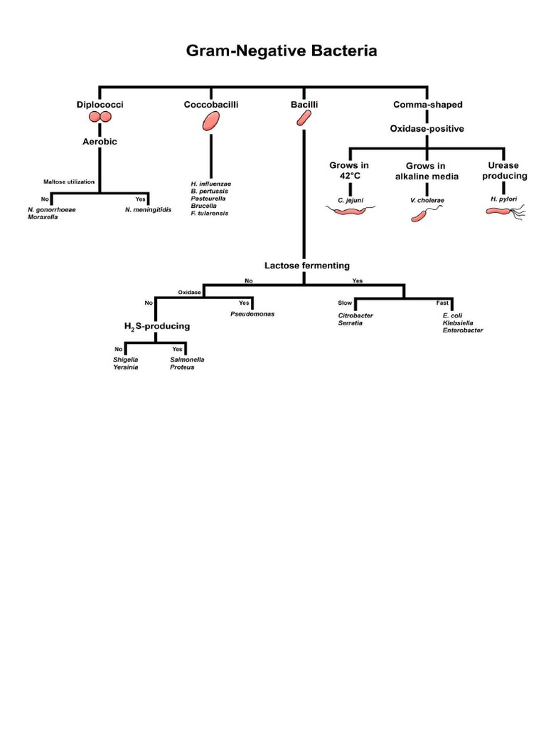 Gram Negative Coccobacilli Chart