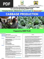 Onion Production Guide PDF | PDF | Onion | Tillage