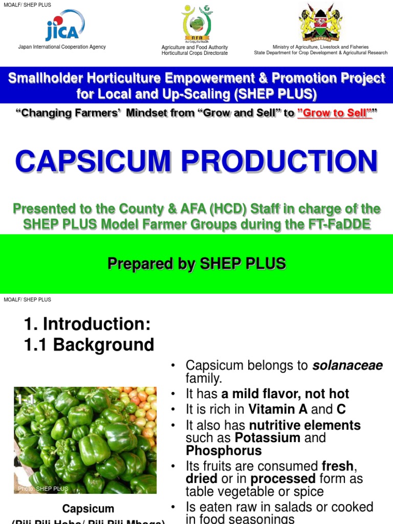 Sweet Pepper Production JICA | PDF | Plant Nursery | Fertilizer