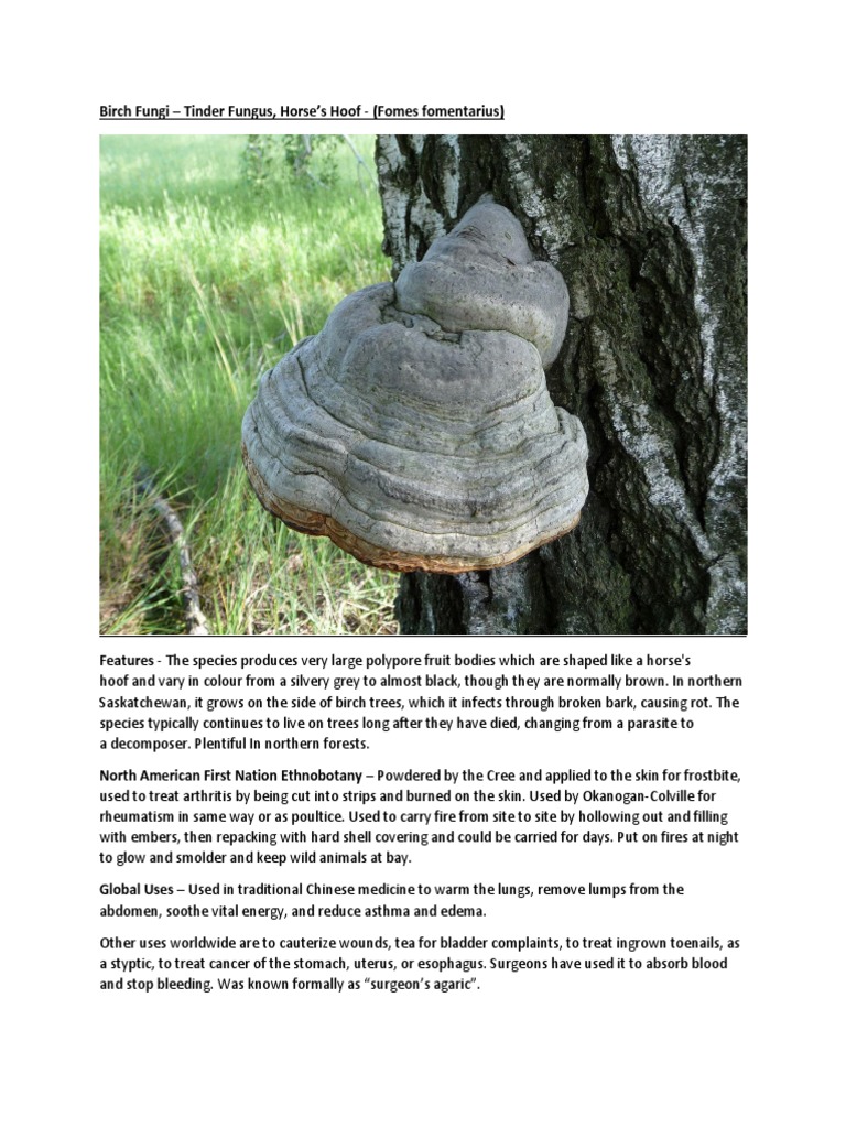 Birch Fungi - Fomes Fomentarius | PDF | Biology | Wellness