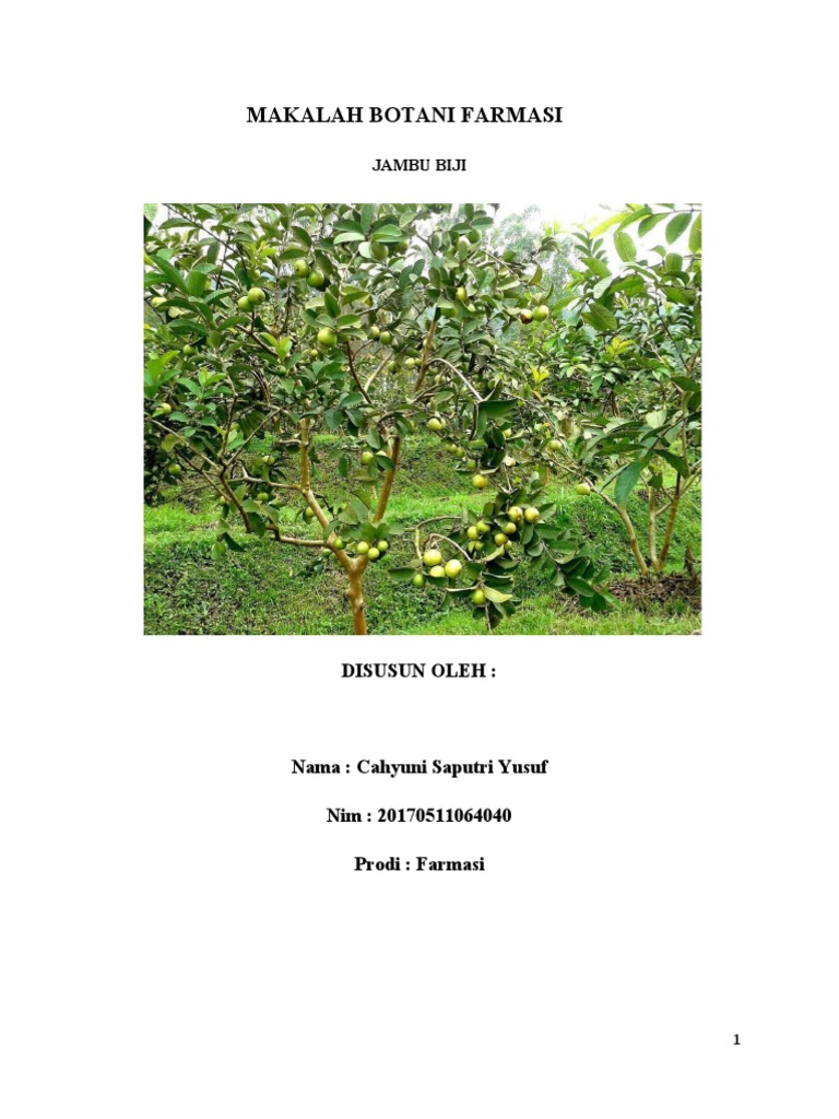 Makalah Botani Jambu Biji Tumbuhan Obat | PDF