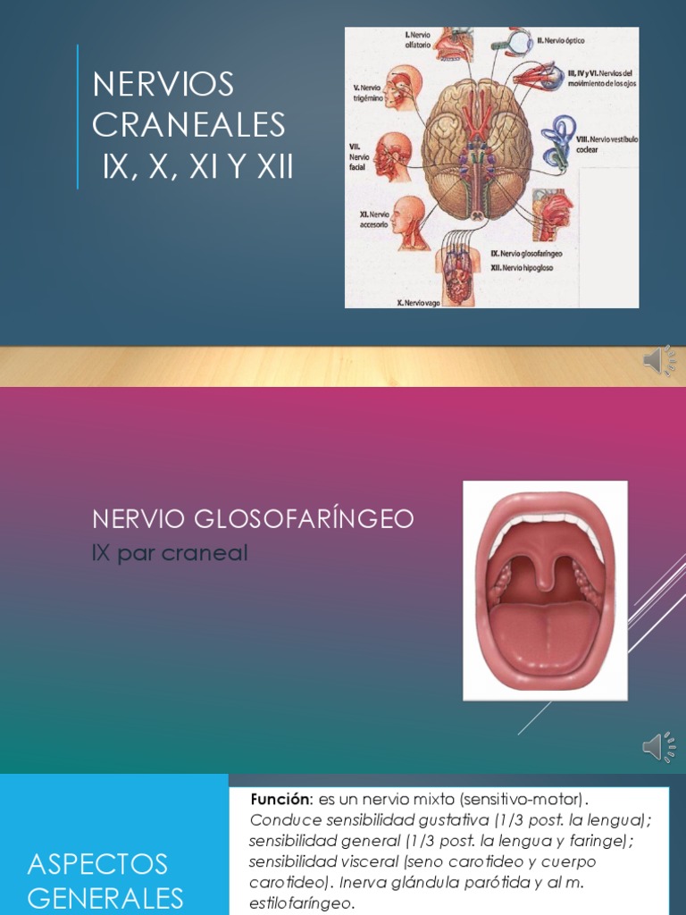 05 - Nervios Craneales Ix, X, Xi y Xii | PDF | Nervio vago | Neuroanatomía
