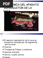 Aparato Reproductor Del Cerdo y La Cerda | PDF | Testículo | Semen