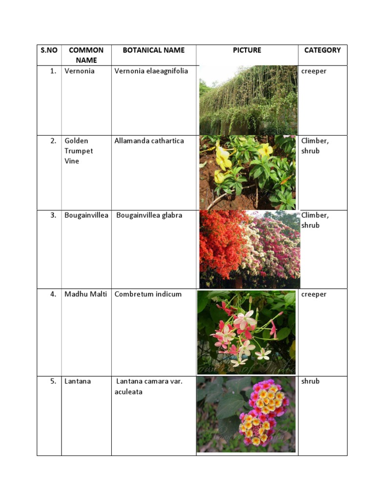 Creepers and Climbers | PDF