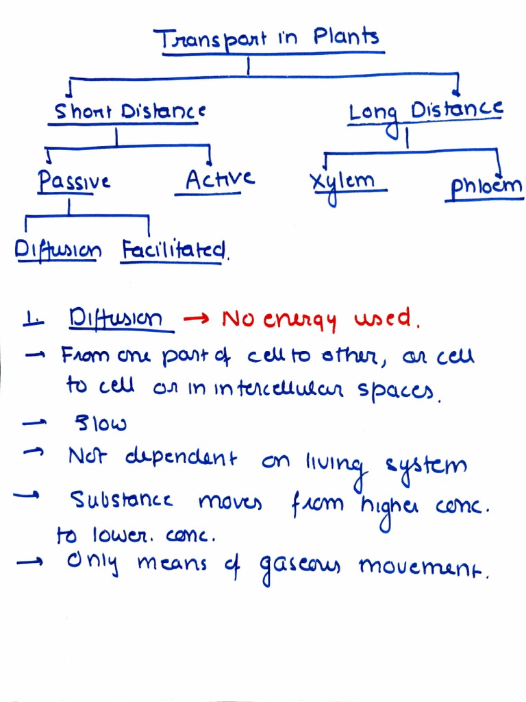 Transportation in Plants | PDF | Plant Physiology | Tissue (Biology)