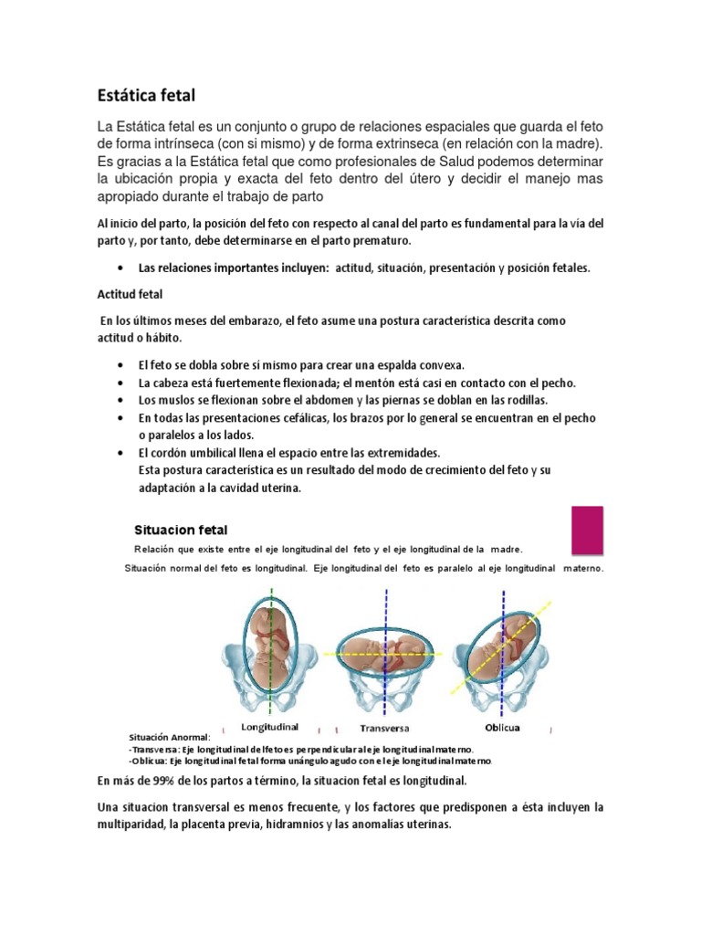 Estática Fetal | PDF | Anatomía | Anatomía humana