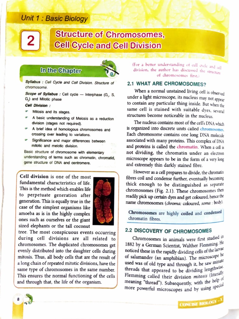 Cell Cycle and Cell Division: Basic Biology | PDF | Mitosis | Chromosome