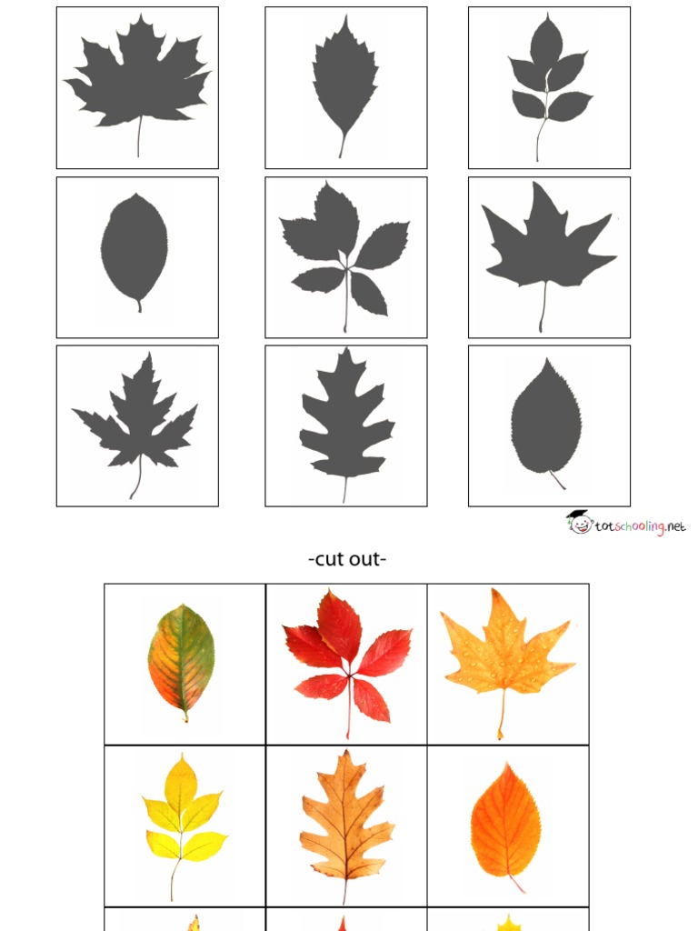 Free - Fall Leaf Shadow Matching | PDF
