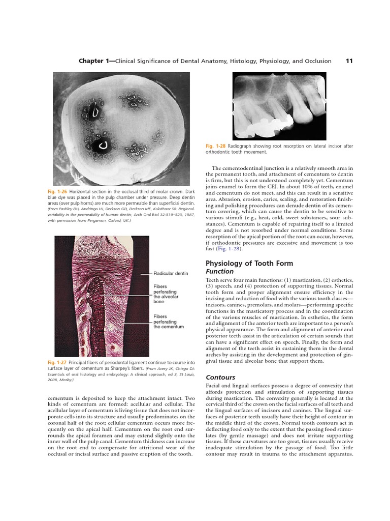 Physiology of Tooth Form: Function | PDF | Human Tooth | Tooth