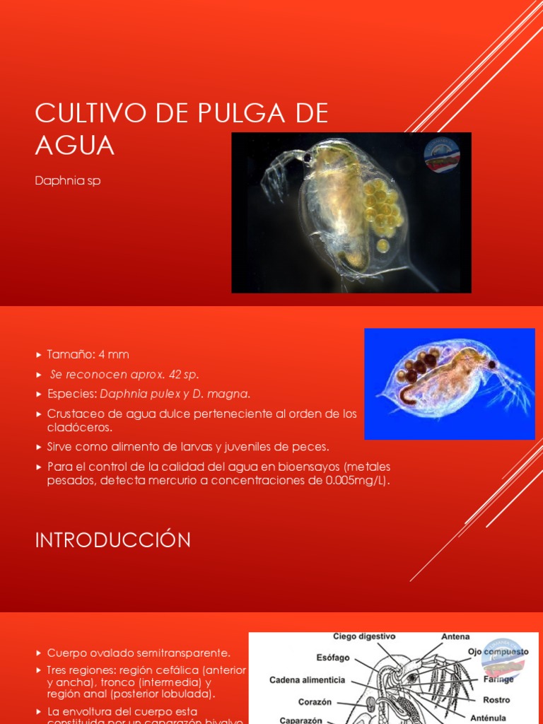 Cultivo de Pulga de Agua | PDF | Agua | Química