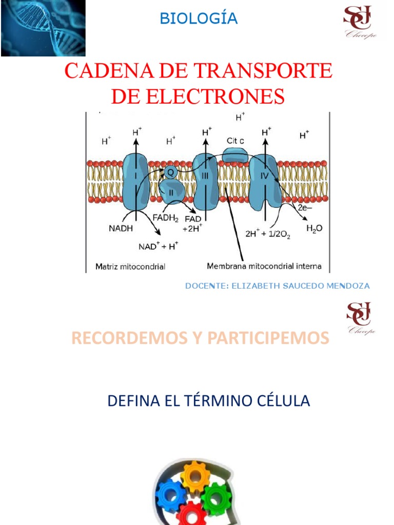 Complejos De Cadenas De Transporte De Electrones Fosforilación