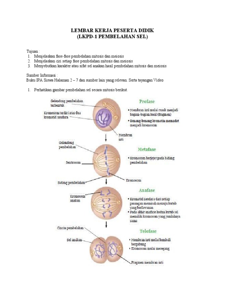 Fase Pembelahan Sel: Mitosis & Meiosis | PDF