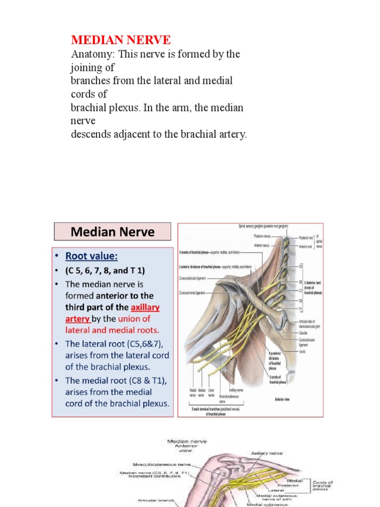 Median Nerve Injury | PDF | Thumb | Hand
