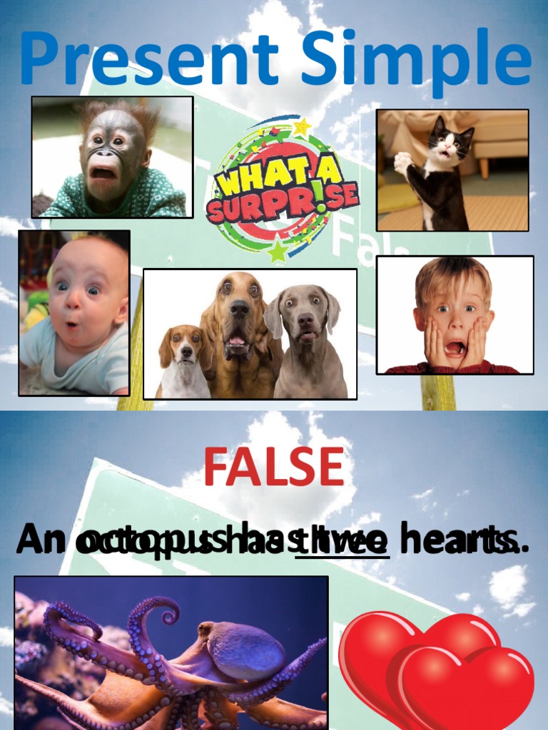 Present Simple True or False | PDF