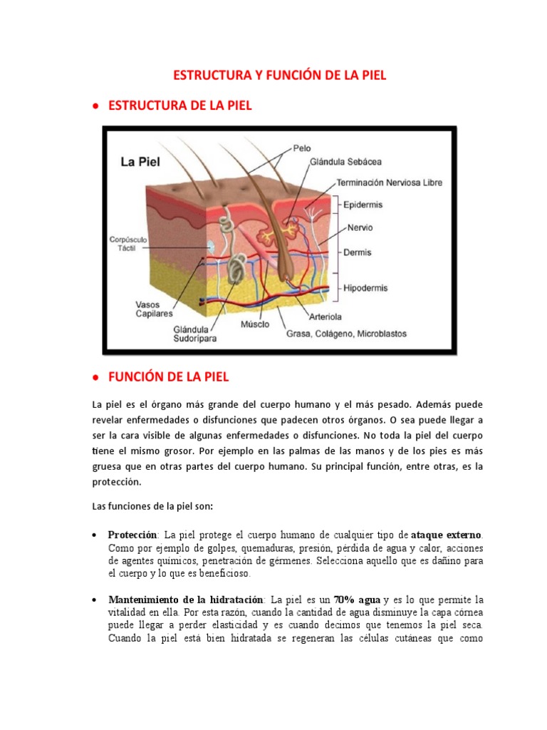 Funciones Esenciales de la Piel | PDF | Piel | Biología Celular)