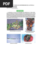 CONTROL DE CLADOSPORIO (Fulvia Fulva) EN TOMATE | PDF