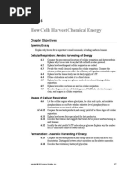 Science - G9 - Week 7 (Lessons 19-20) | PDF | Cellular Respiration ...
