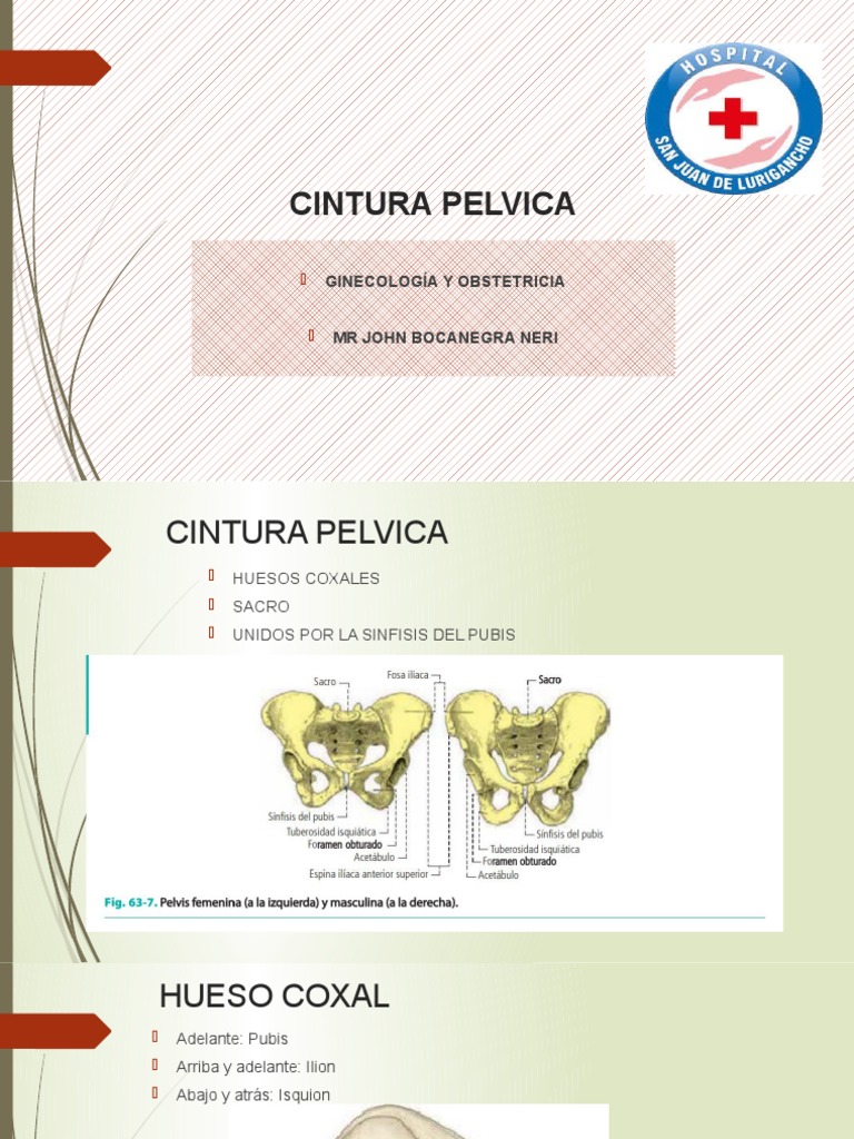 Anatomía y diámetros de la pelvis femenina | PDF | Pelvis | Anatomía