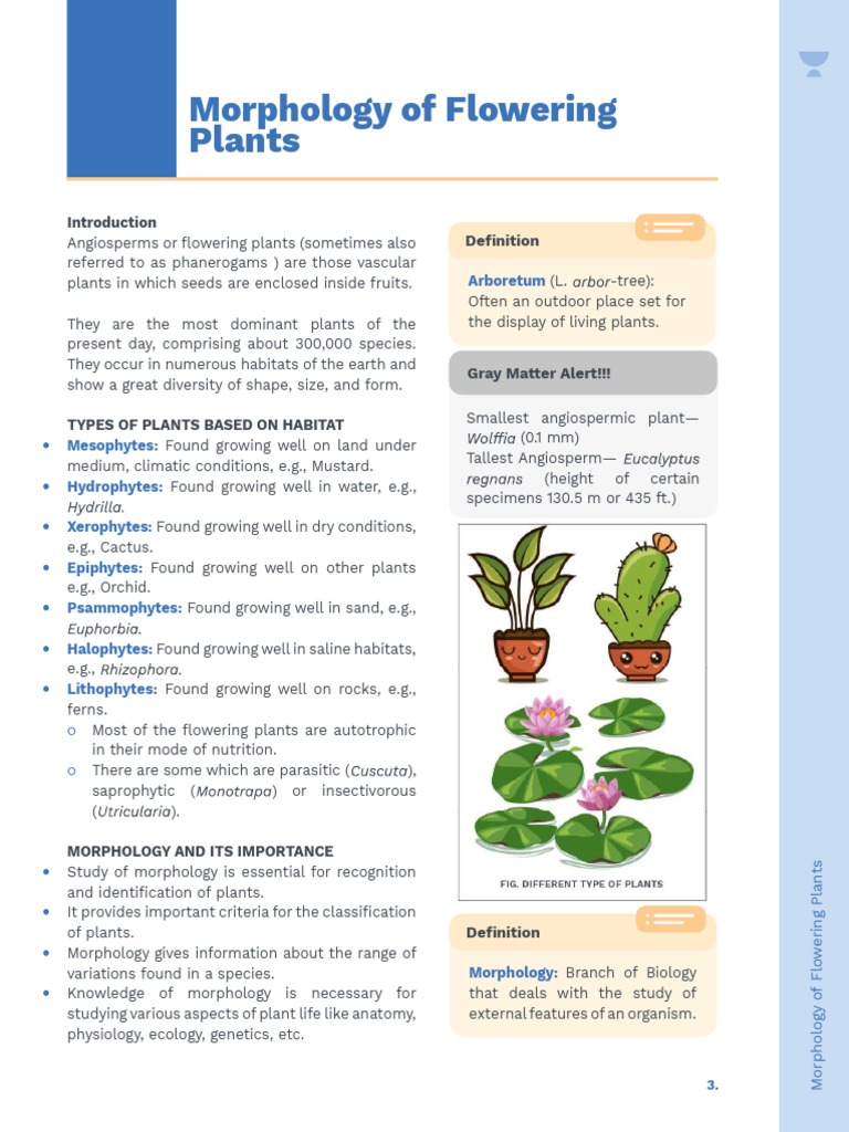 Morphology of Flowering Plants | PDF | Root | Leaf