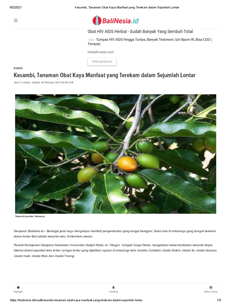 Kesambi, Tanaman Obat Kaya Manfaat Yang Terekam Dalam Sejumlah Lontar | PDF