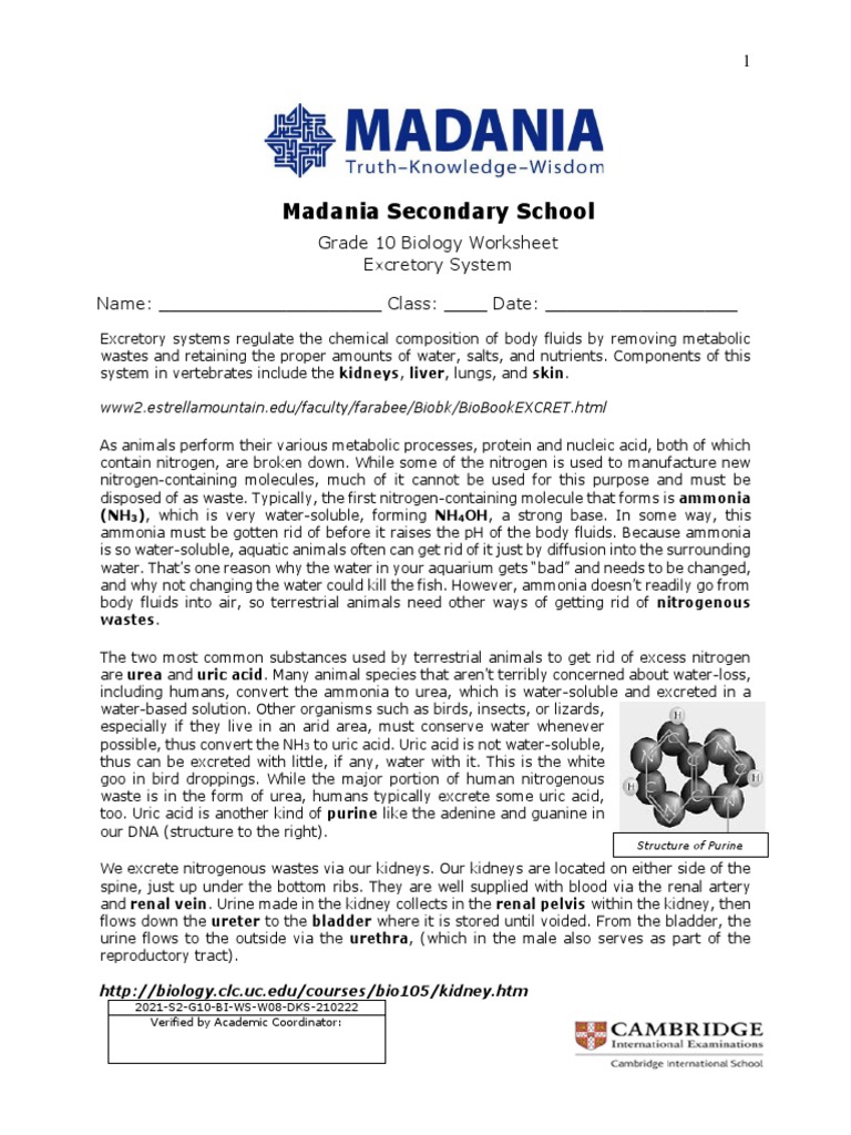 Excretory System Worksheet - Nephron | PDF | Kidney | Excretion