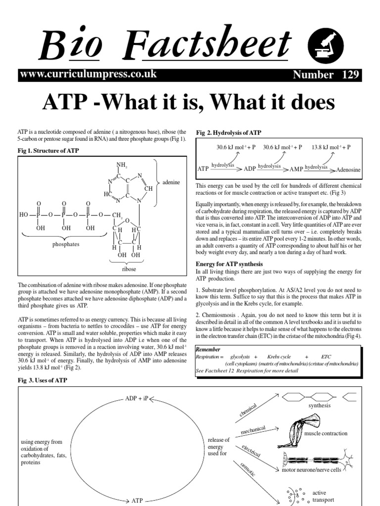 Understanding ATP: Structure and Function | PDF