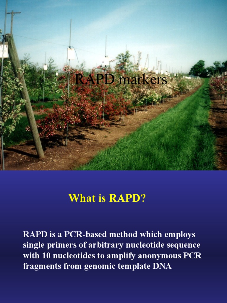 RAPD | PDF | Polymerase Chain Reaction | Primer (Molecular Biology)