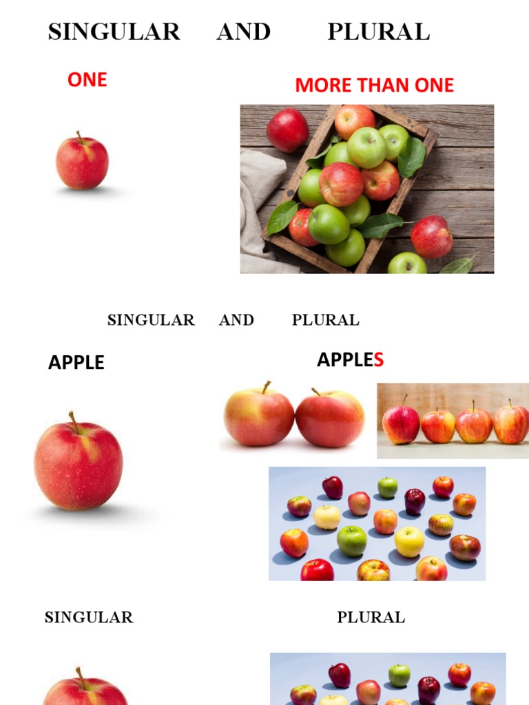 Singular and Plural | PDF