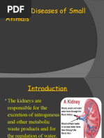 IRIS Pocket Guide To CKD PDF | PDF | Chronic Kidney Disease | Creatinine