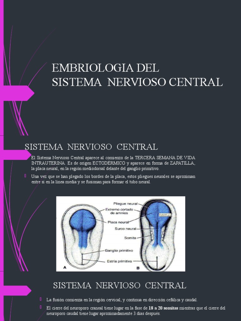 Formación del SNC y sus estructuras en | PDF | Sistema nervioso central ...