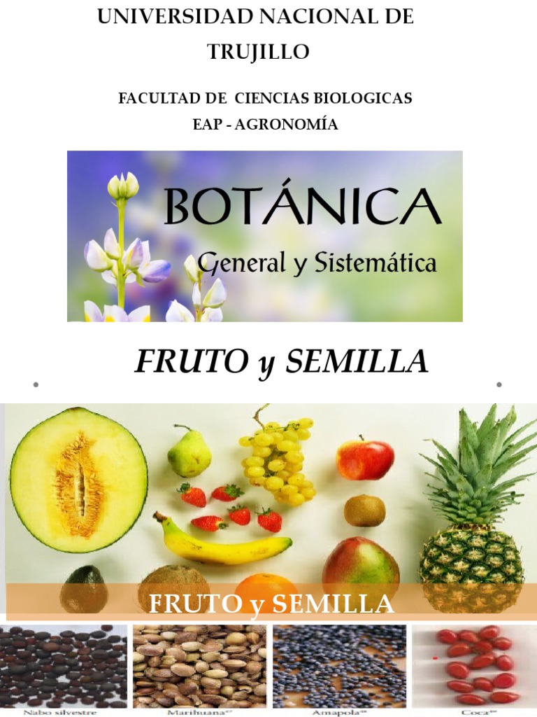 Clase de Teoría Fruto y Semilla | PDF | Fruta | Germinación