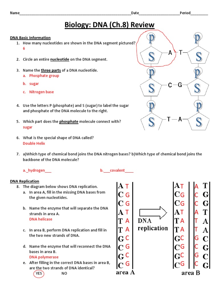 Biology Dna Worksheet Answer Key | PDF | Dna | Rna