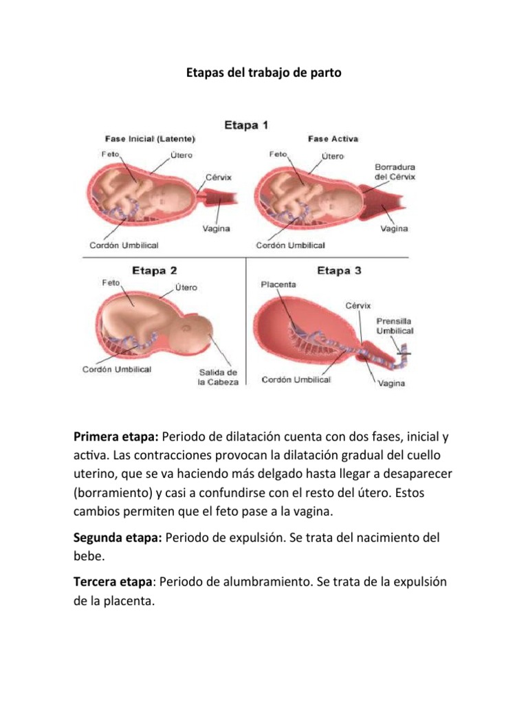 Etapas Del Trabajo de Parto | PDF