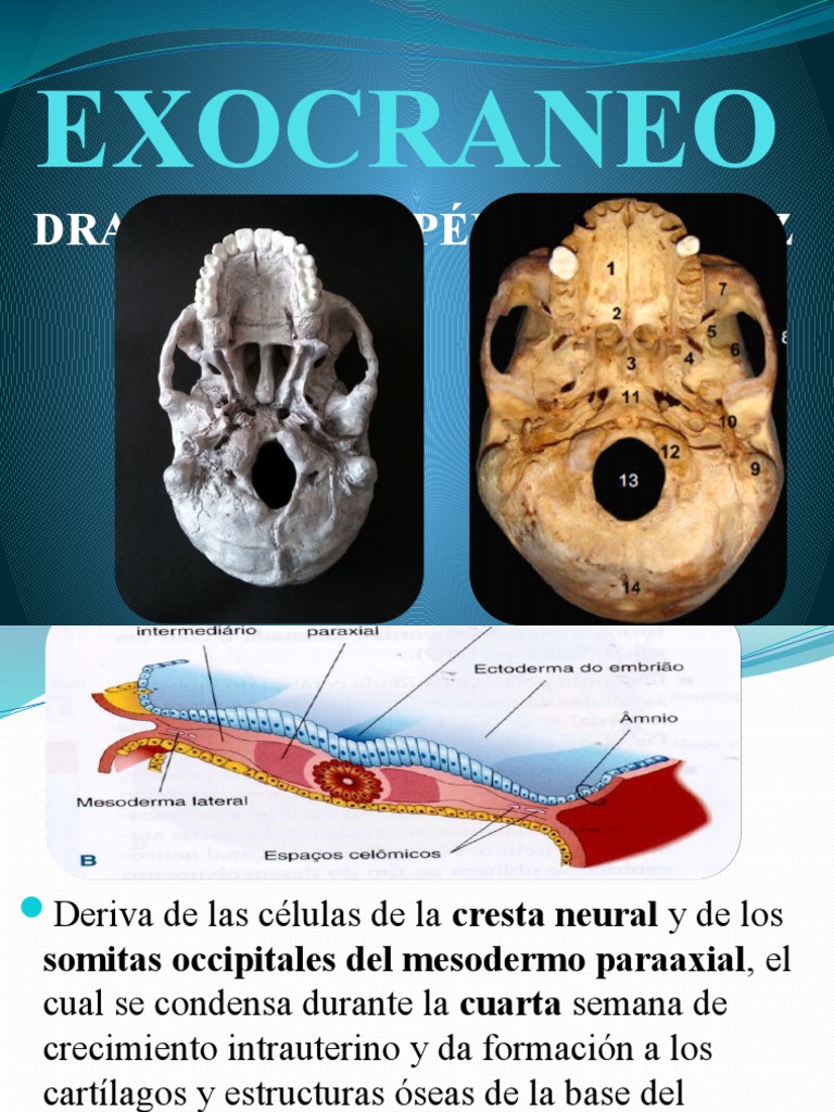 Exocraneo Gabi | PDF | Cráneo | Anatomía humana