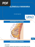 Anato Macroscópica de La Mama | PDF | Pecho | Anatomía humana