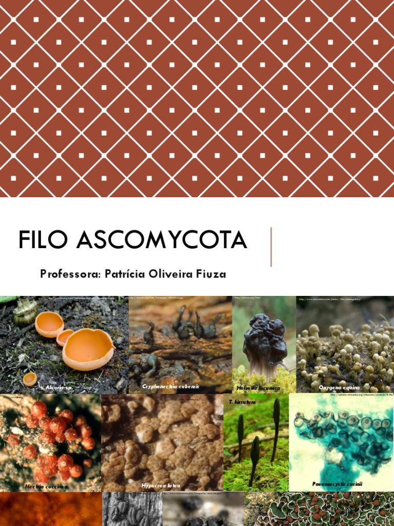 Filo Ascomycota | PDF | Fungo | Micologia