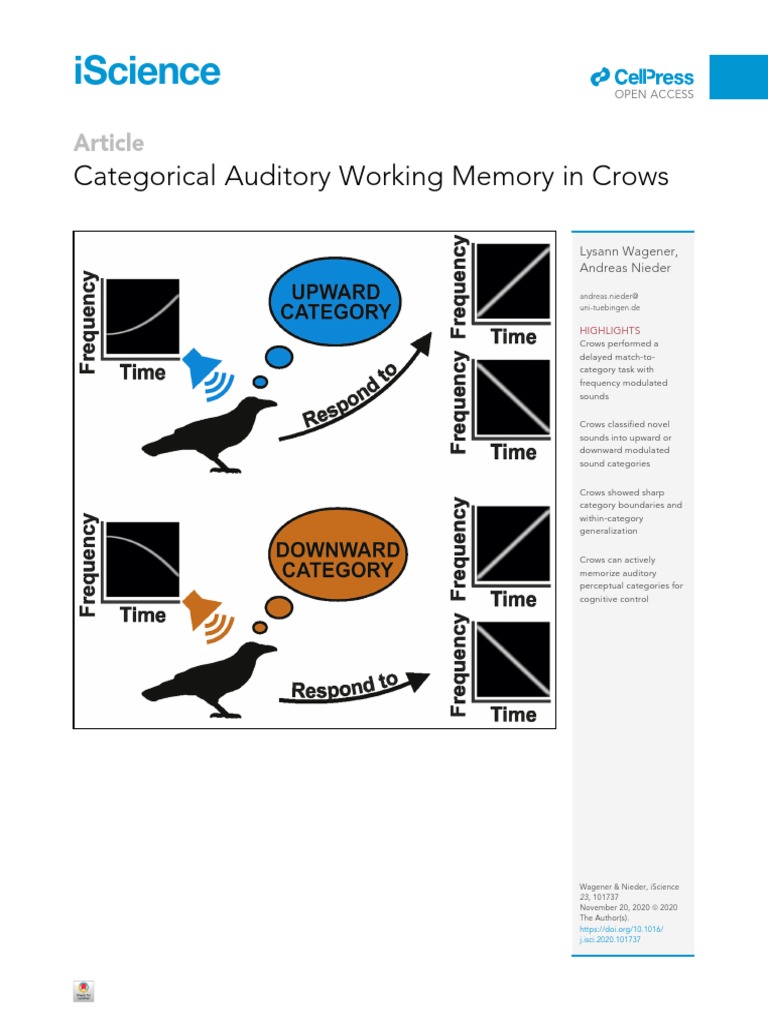 Categorical Auditory Working Memory in Crows | PDF | Memory | Working ...