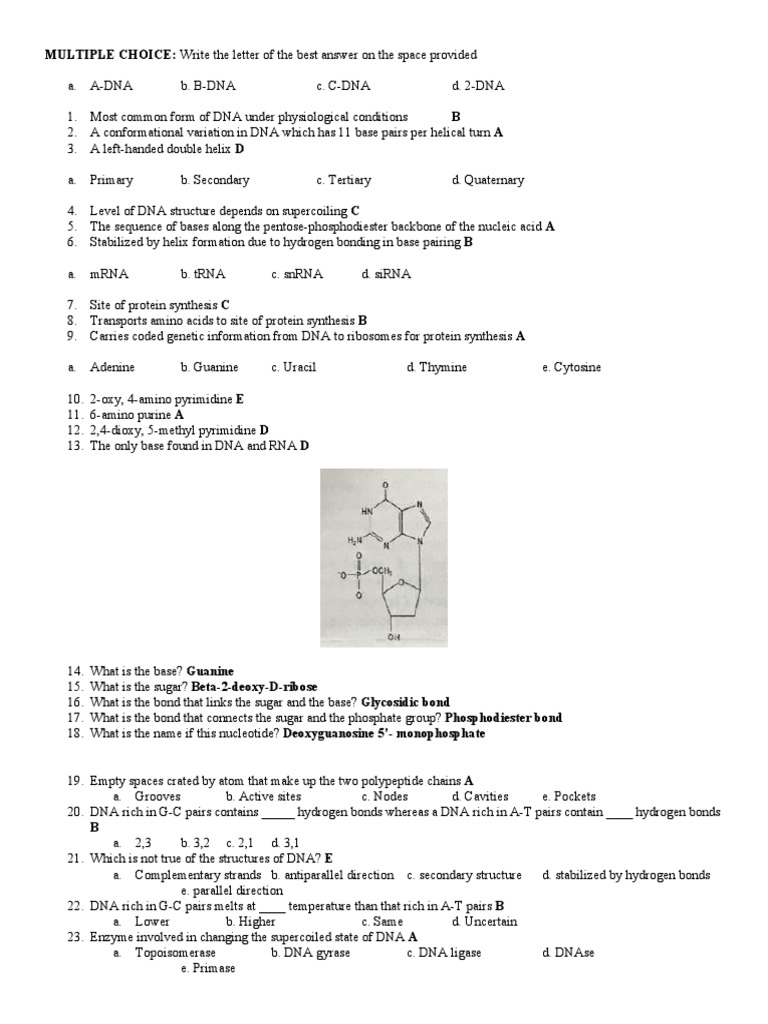 Quiz Nucleic Acids Answer Key | PDF
