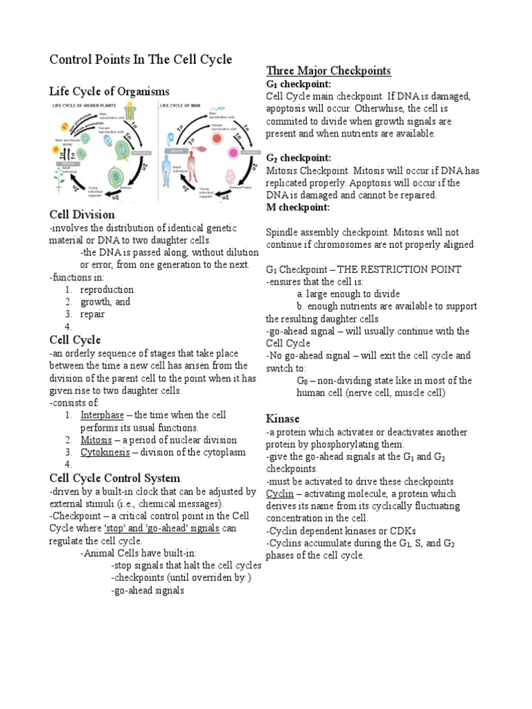 Control Points in The Cell Cycle | PDF | Cell Cycle | Mitosis