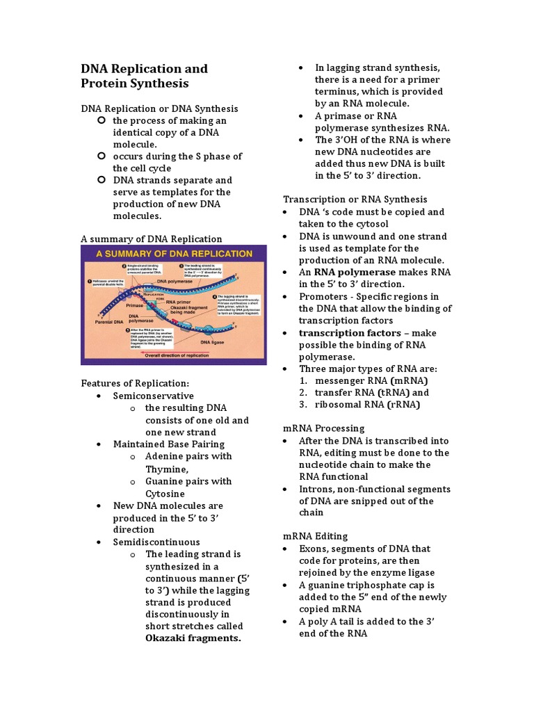 DNA Replication and Protein Synthesis | PDF | Rna | Messenger Rna