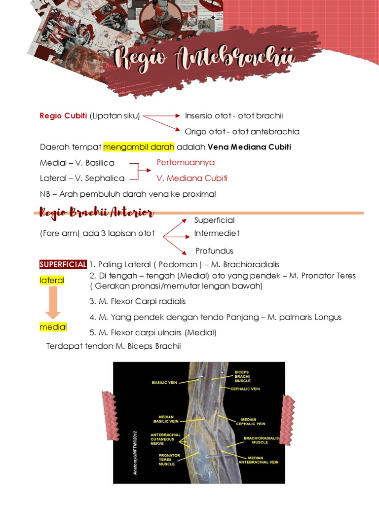 Anat Prak 1 - Upper Limb (Regio Antebrachii) | PDF