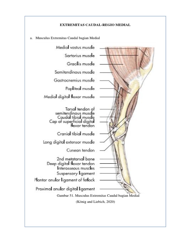 A. Musculus Extremitas Caudal Bagian Medial | PDF