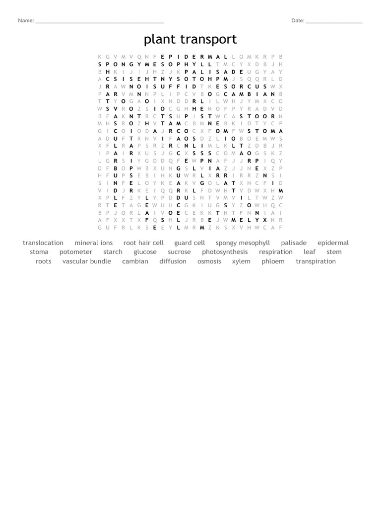 Plant Transport Answer Key | PDF | Leaf | Biology