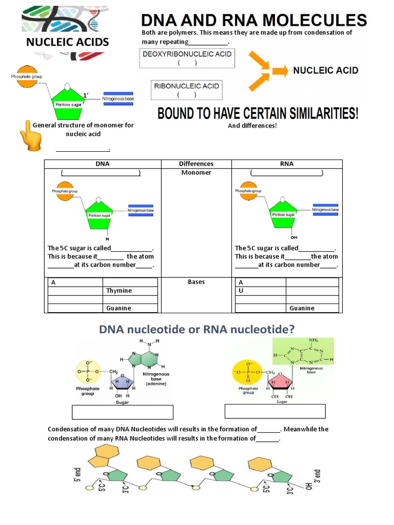 Nucleic Acids: DNA Nucleotide or RNA Nucleotide? | PDF | Dna | Rna