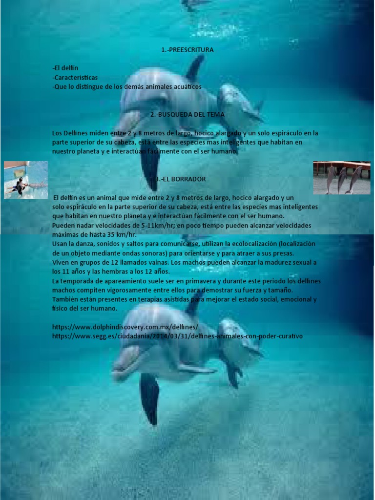Tamaño y características de los delfines | PDF | Zoología