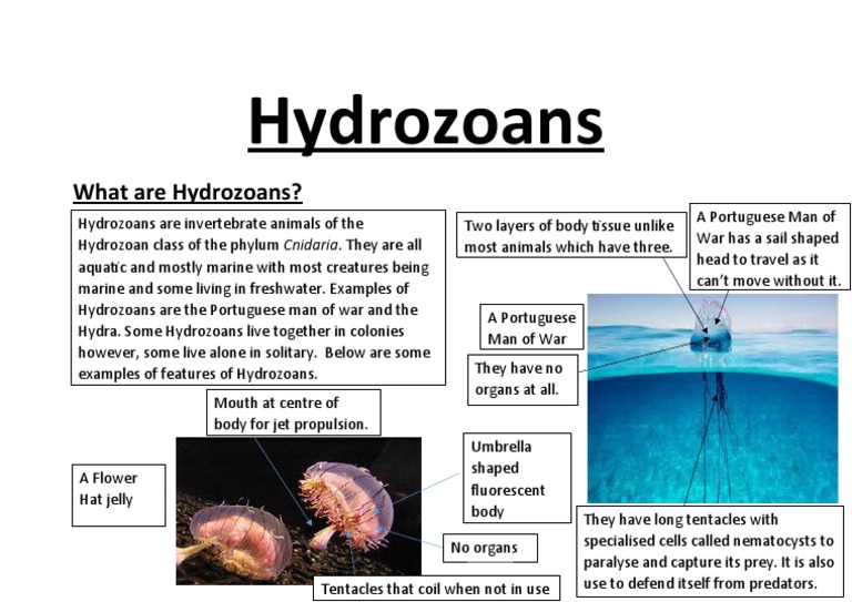 Understanding Hydrozoans: Characteristics & Examples | PDF