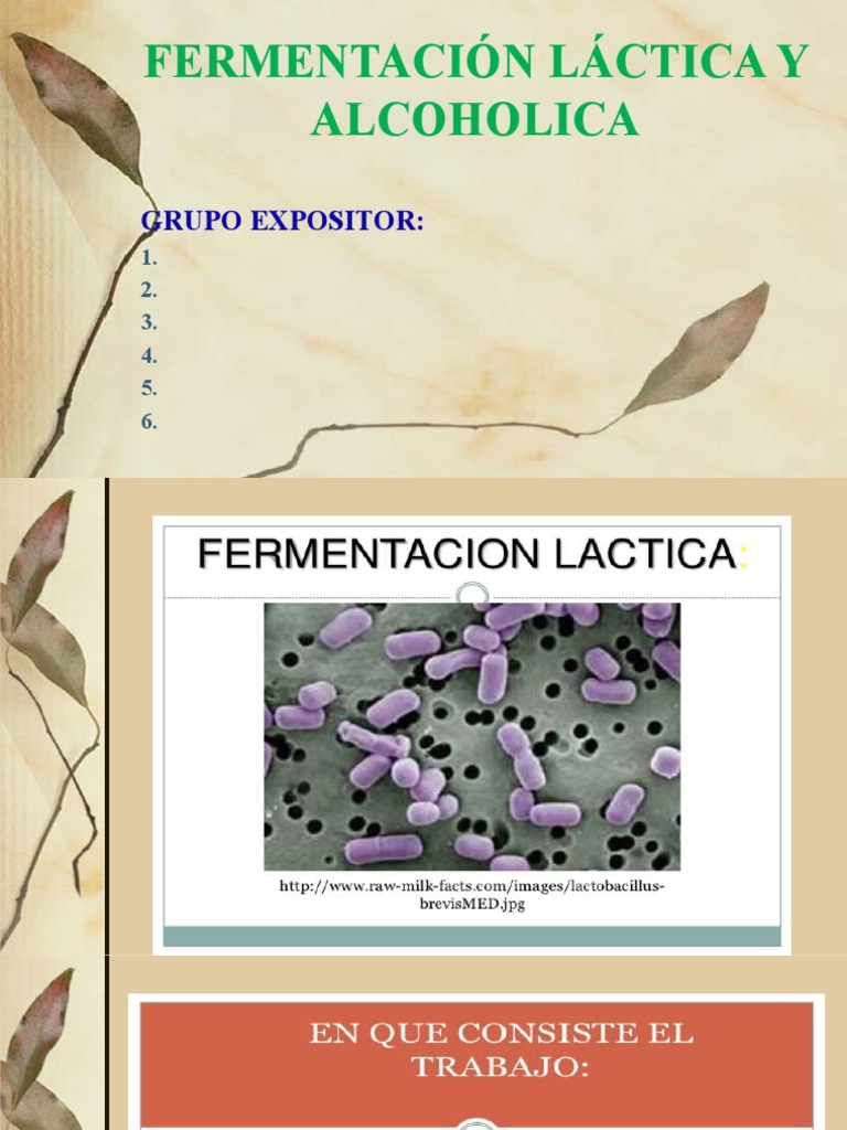 Fermentación Láctica y Alcoholica | PDF